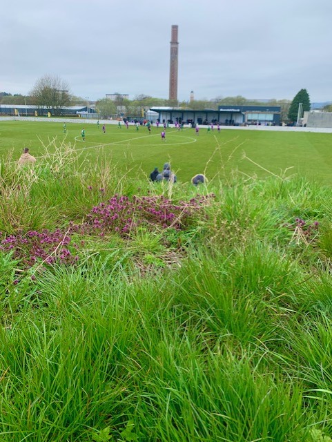 A Violet Discovery – Dundee Violet – 29/04/23 – The Scottish Football ...